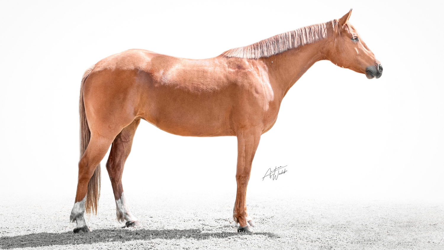 Animal Photography by Andrea Webb Photography